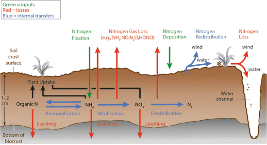 Patterns and Controls on Nitrogen Cycling of Biological Soil Crusts ...