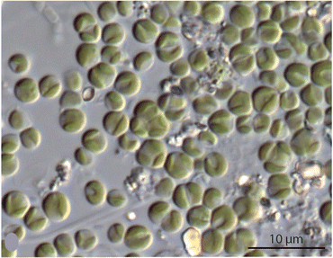 Cyanobacteria and Algae of Biological Soil Crusts | SpringerLink