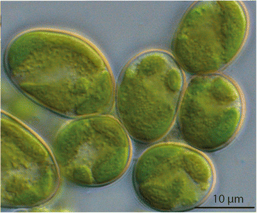 Cyanobacteria and Algae of Biological Soil Crusts | SpringerLink