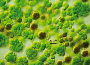 Cyanobacteria and Algae of Biological Soil Crusts | SpringerLink