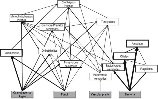 Microfauna Within Biological Soil Crusts | SpringerLink