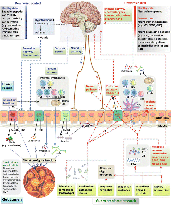 Gut–Brain Axis: A New Revolution to Understand the Pathogenesis of Autism and Other Severe ...
