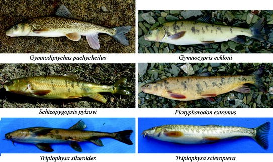 Fish of the Upper Yellow River | SpringerLink