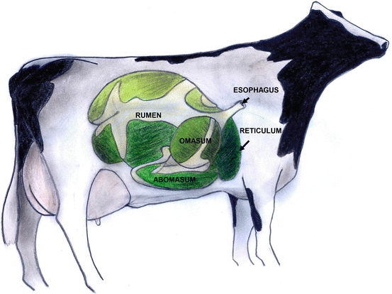 Anatomy and Physiology of the Rumen | SpringerLink
