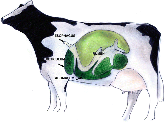 Anatomy and Physiology of the Rumen | SpringerLink
