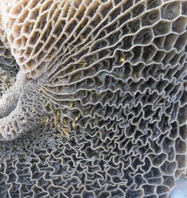 Anatomy and Physiology of the Rumen | SpringerLink