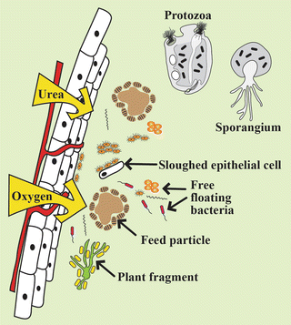 Microbiology of the Rumen | SpringerLink