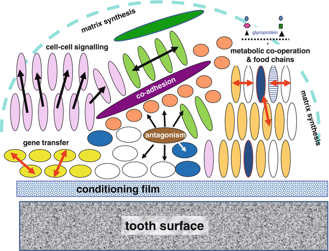 Dental Biofilms in Health and Disease | SpringerLink