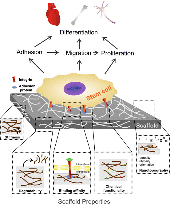 Scaffolds for Embryonic Stem Cell Growth and Differentiation | SpringerLink
