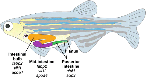 Focusing the Spotlight on the Zebrafish Intestine to Illuminate ...
