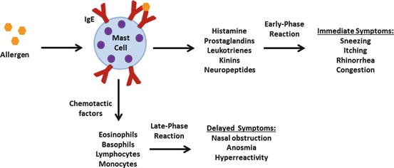 Allergic Rhinitis: Diagnosis and Treatment | SpringerLink