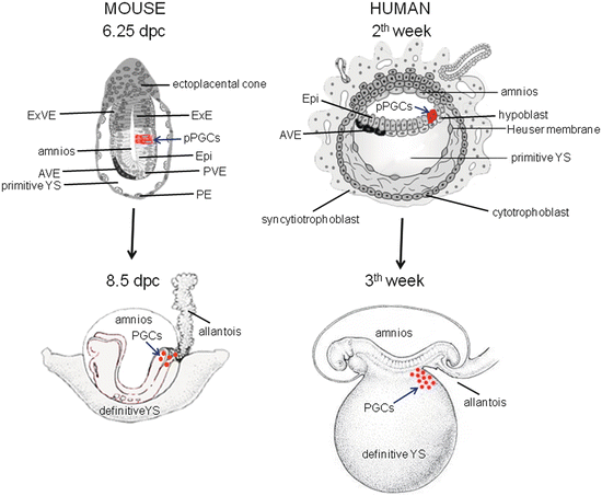 The Formation And Migration Of Primordial Germ Cells In Mouse And Man