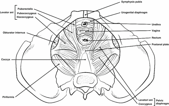Pelvic Floor Anatomy | SpringerLink