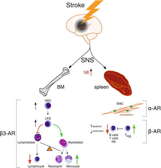 The Peripheral Immune Response to Stroke | SpringerLink
