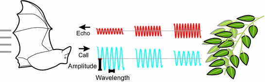 Bat Echolocation: Adaptations for Prey Detection and Capture | SpringerLink