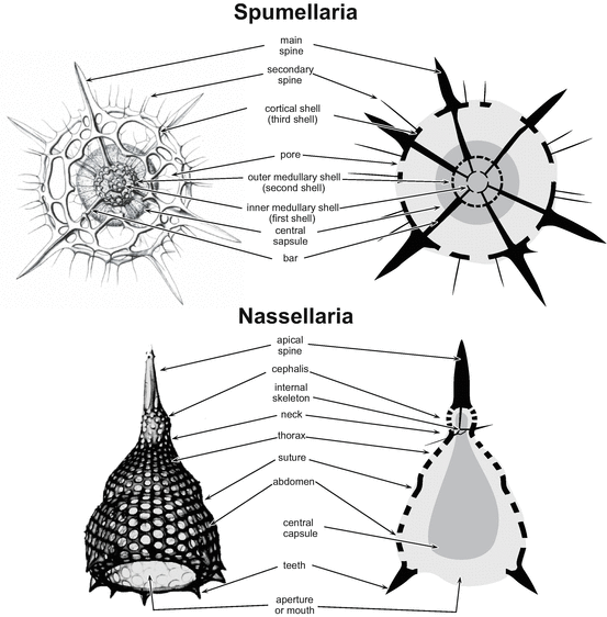 Radiolaria and Phaeodaria | SpringerLink