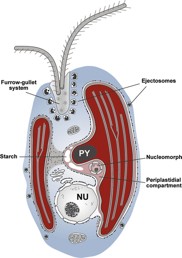 Cryptophyta (Cryptomonads) | SpringerLink