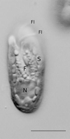 Cryptophyta (Cryptomonads) | SpringerLink