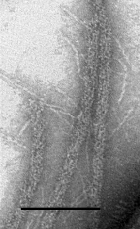 Cryptophyta (Cryptomonads) | SpringerLink