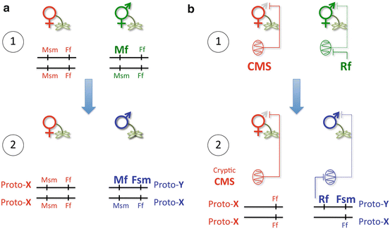 The Evolution of Sex Determination in Plants | SpringerLink