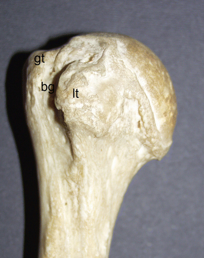 Subacromial Space and Rotator Cuff Anatomy | SpringerLink