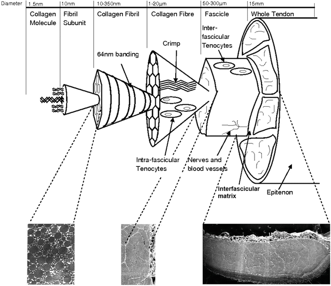 Tendon Structure and Composition | SpringerLink