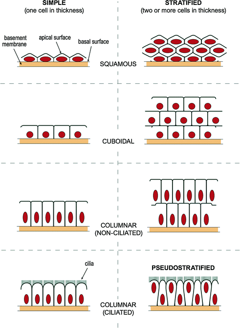 Introduction to Histology | SpringerLink