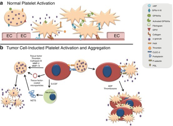 The Role of Platelets in the Tumor Microenvironment | SpringerLink