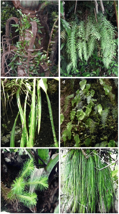 Epiphyte Taxonomy and Evolutionary Trends | SpringerLink