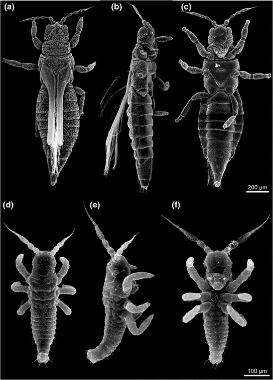 Structure of the Principal Groups of Microinsects. II. Thrips ...