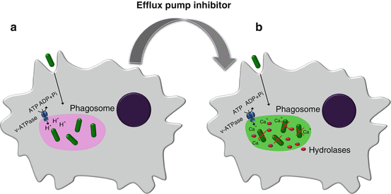 Efflux Pumps in Mycobacteria: Antimicrobial Resistance, Physiological ...