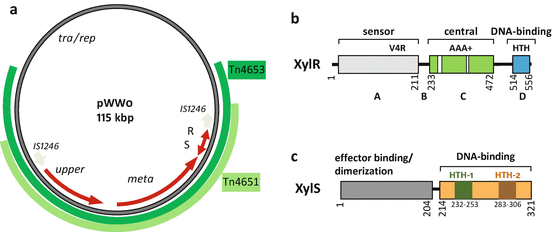 Current View of The Mechanisms Controlling The Transcription of The TOL ...