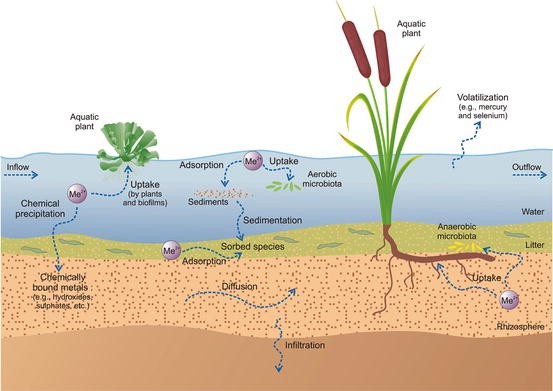 Phytofiltration of Metal(loid)-Contaminated Water: The Potential of ...