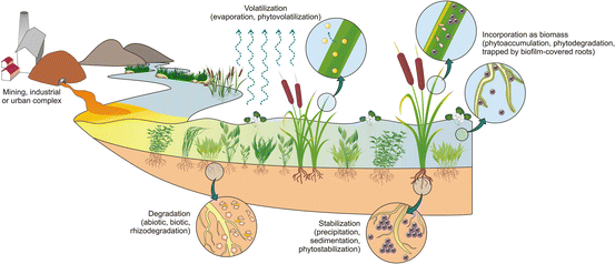 Phytofiltration of Metal(loid)-Contaminated Water: The Potential of ...