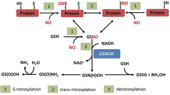 Functions and Metabolism of S-Nitrosothiols and S-Nitrosylation of ...