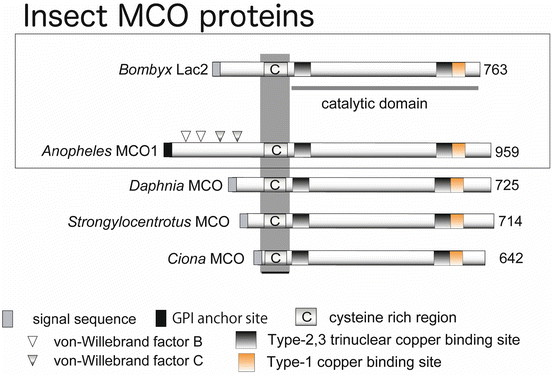 Tyrosine Metabolism for Insect Cuticle Pigmentation and Sclerotization ...