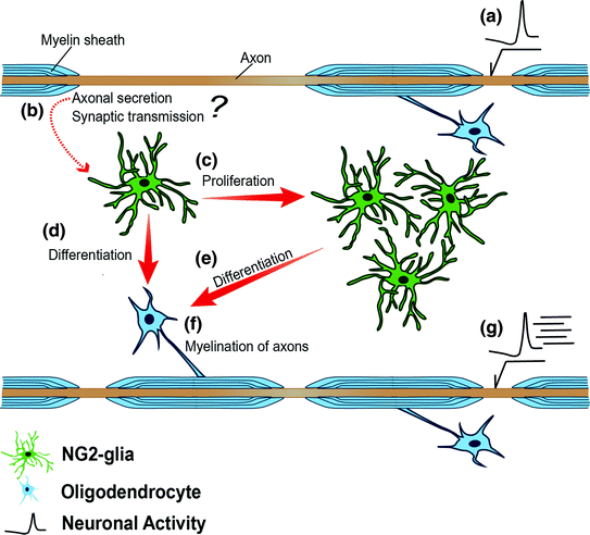 NG2-glia, More Than Progenitor Cells | SpringerLink