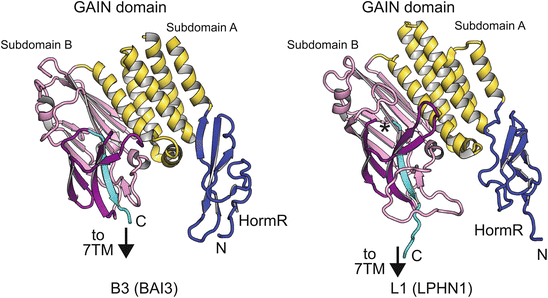 Understanding the Structural Basis of Adhesion GPCR Functions ...