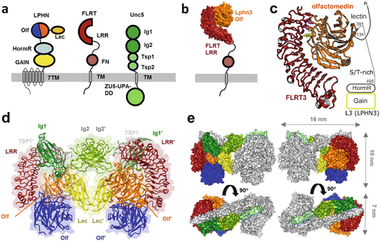 Understanding the Structural Basis of Adhesion GPCR Functions ...
