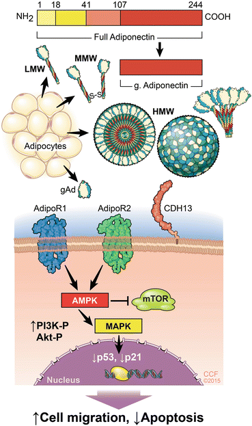 Adiponectin, Obesity, and Cancer | SpringerLink