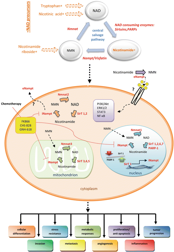 Visfatin, Obesity, and Cancer | SpringerLink