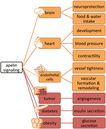 Apelin and Cancer | SpringerLink