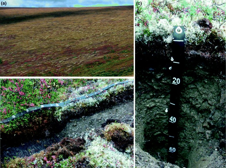 Soils of Alaska: LRRs W1, W2, X1, X2, and Y | SpringerLink