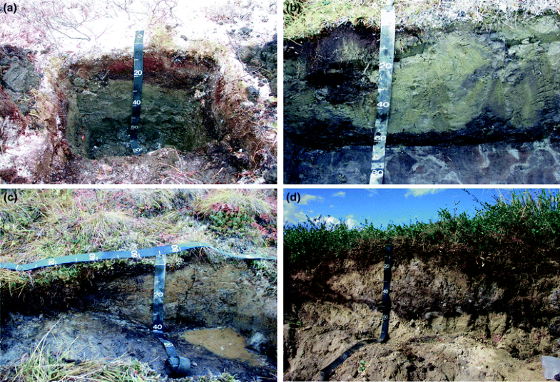 Soils of Alaska: LRRs W1, W2, X1, X2, and Y | SpringerLink