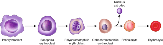 Bone Marrow | SpringerLink