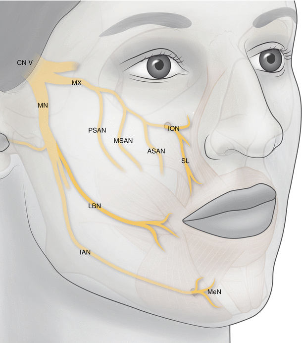 Vestibule and Cheeks | SpringerLink