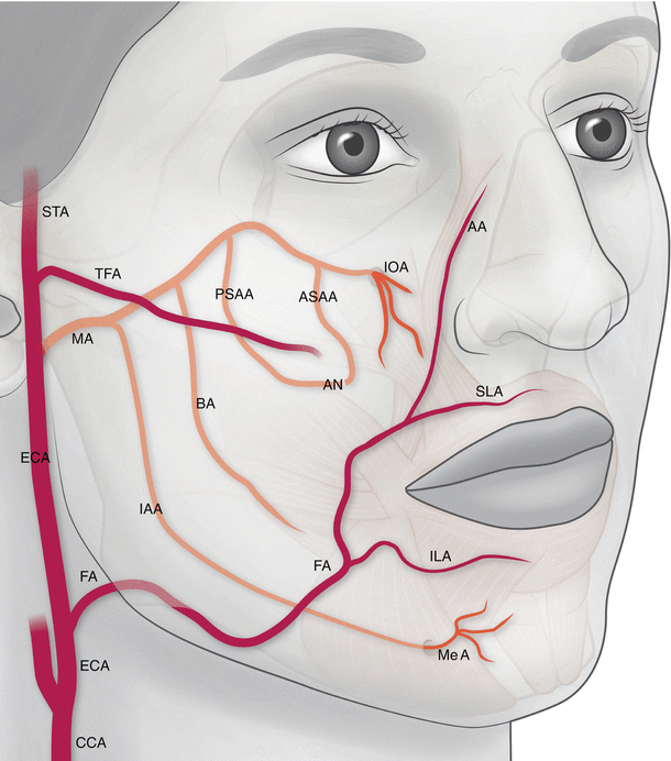 Vestibule and Cheeks | SpringerLink