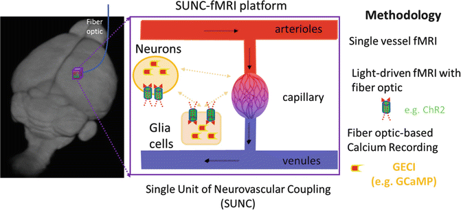 When Photons Meet Protons: Optogenetics, Calcium Signal Detection, and ...