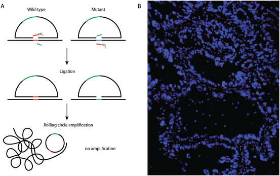 Rolling Circle Amplification with Padlock Probes for In Situ Detection ...