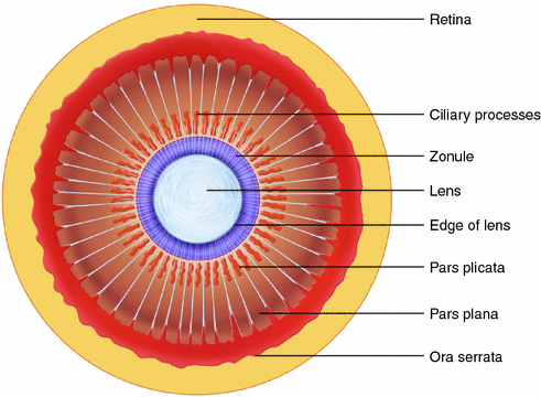 The Eyeball: Some Basic Concepts | SpringerLink